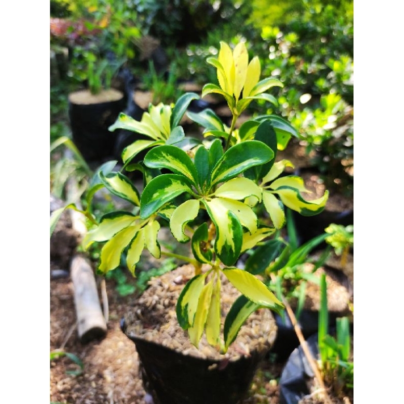 Jual Tanaman Walisongo Mentega parigata batang kuning | Shopee Indonesia