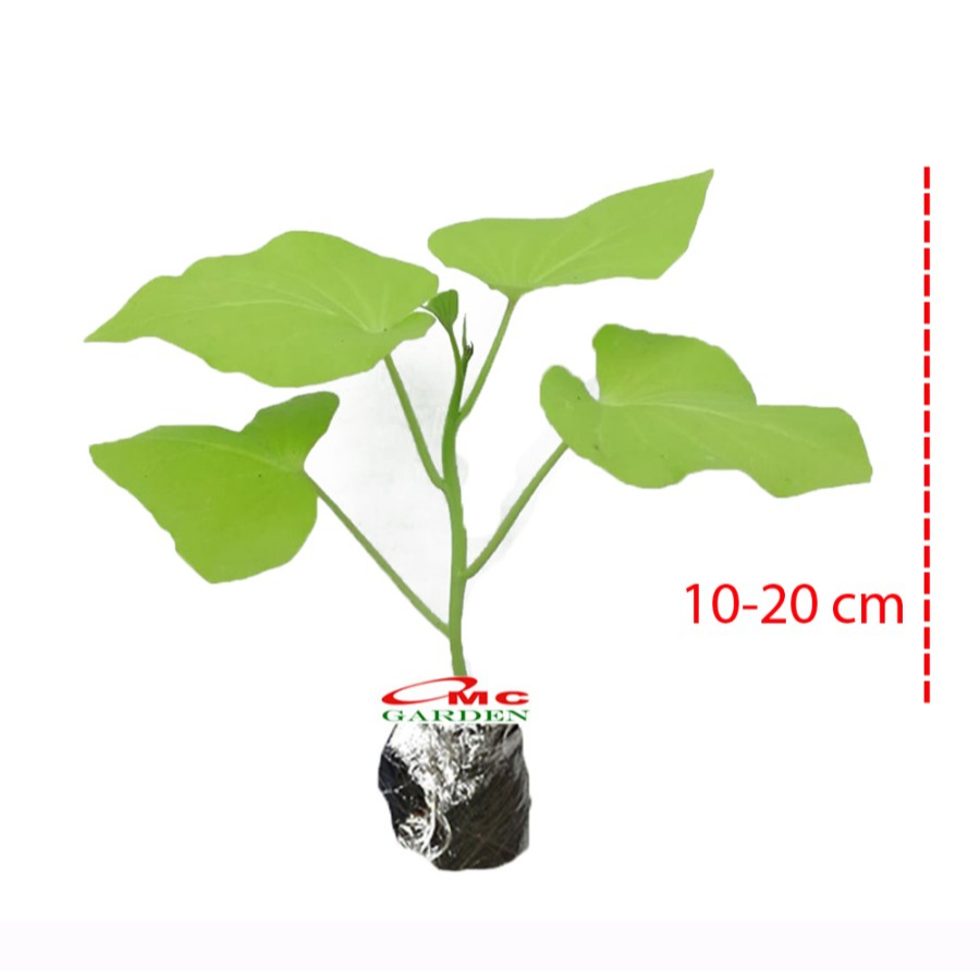 Jual Ubi Jalar Ketela Rambat Daun Kuning Buah Ungu Bibit Huwi Potato ...