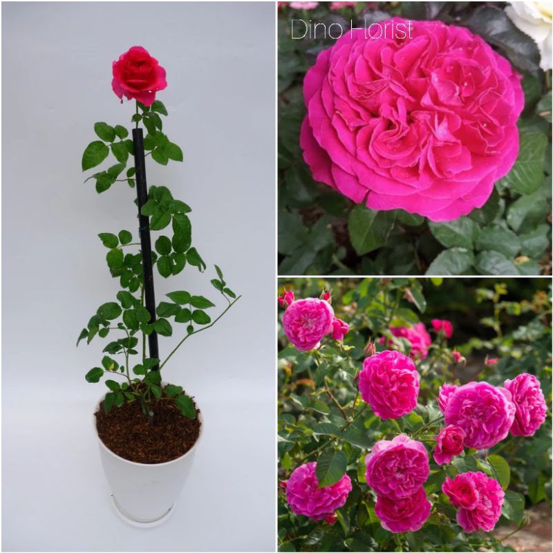 Jual Tanaman Hias Bunga Mawar Import KATE ROSE ( Super Wangi ) | Shopee ...