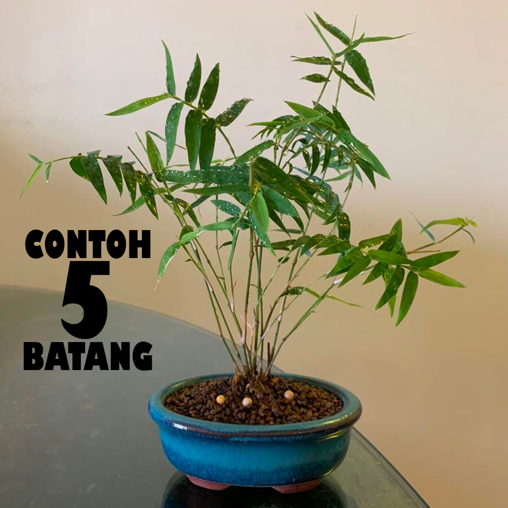 Jual Tanaman Hias Bambu Micro mini Thailand - sasa pygmaea bamboo dwarf ...