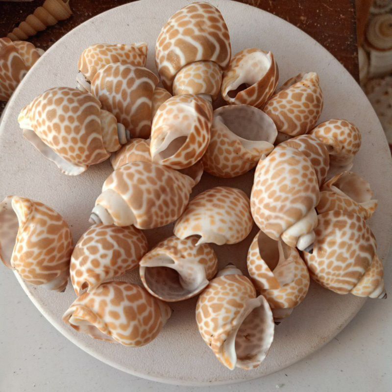 Jual CANGKANG KERANG MACAN/100 gr | Shopee Indonesia