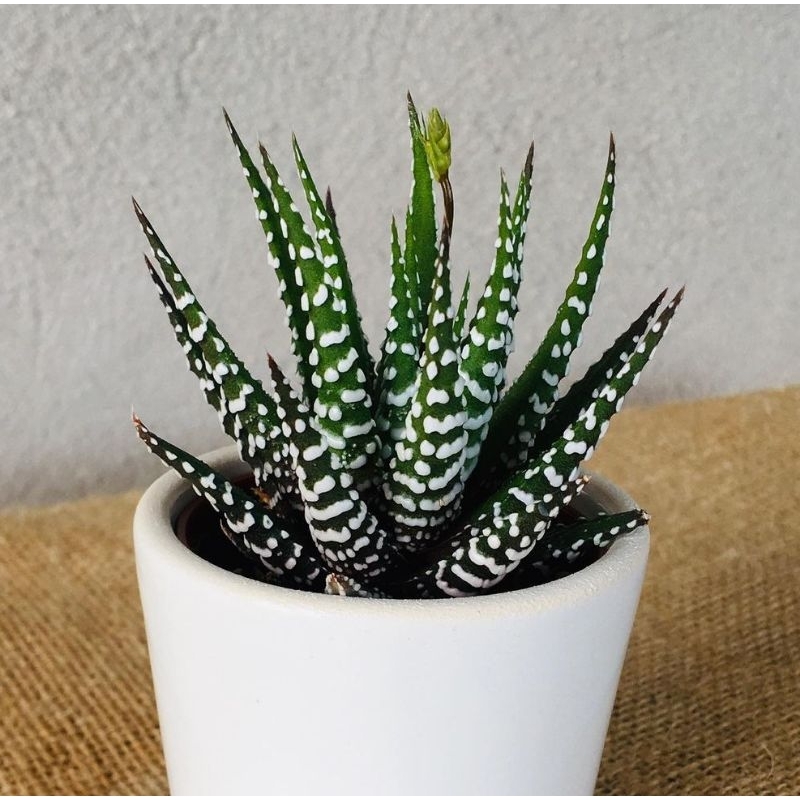 Jual Sukulen Haworthia Zebra Ekor Cicak Bebas Pilih | Shopee Indonesia