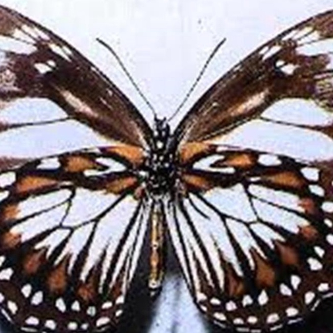 Jual Awetan serangga kering Kupukupu danaus | Shopee Indonesia