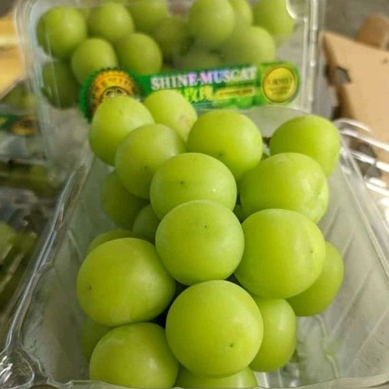 Jual Green Seedless Grapes | Anggur Shine Muscat Hijau | Shine Muscat ...