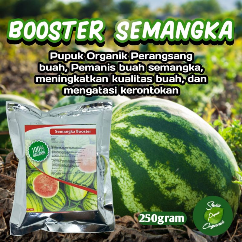 Jual Pupuk Perangsang Pelebat Pemanis Buah Semangka, Booster Organik Tanaman Buah Semangka, dan ...