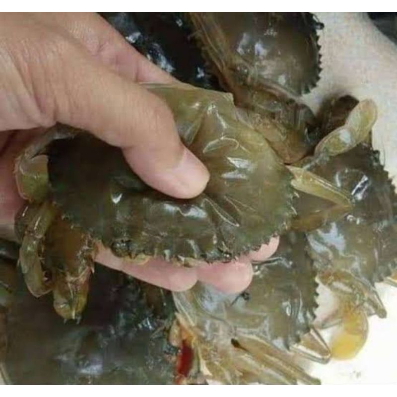 Jual Kepiting Jangkang Tulang Lunak | Shopee Indonesia