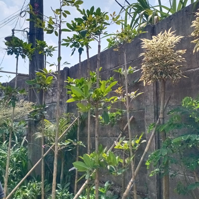 Jual Pohon tabebuya bunga merah tinggi 2 meter // Tanaman Hias Tabebuya ...