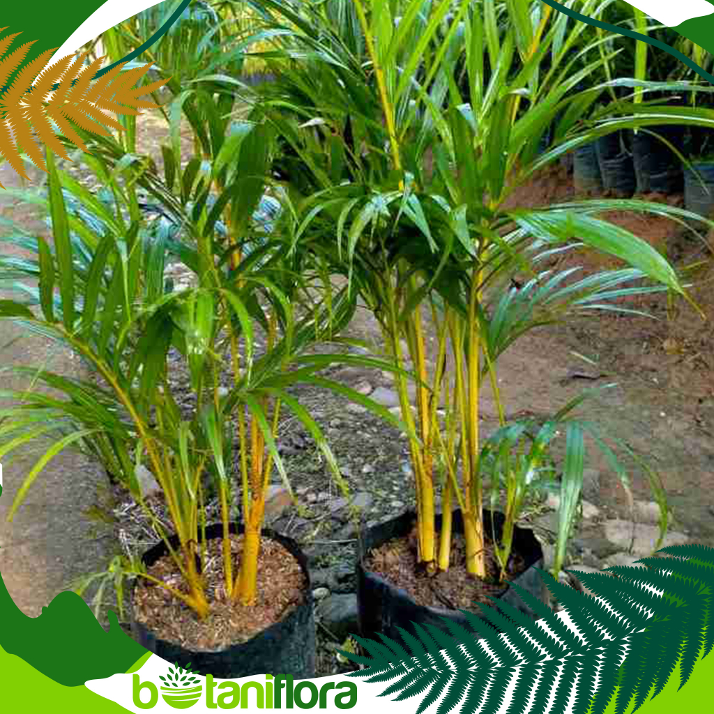 Jual Tanaman Hias Palem Kuning | palem kuning | palem | Shopee Indonesia