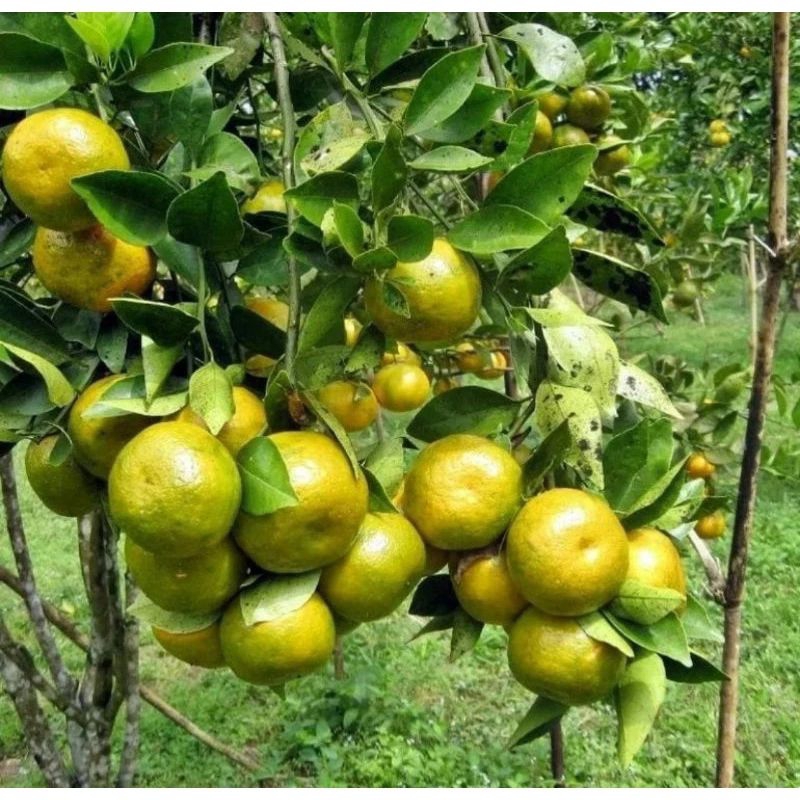 Jual bibit jeruk keprok batu 55 sudah berbuah | Shopee Indonesia