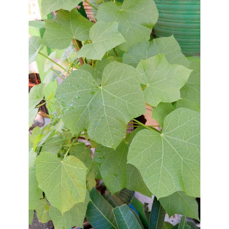Jual batang pohon jarak di tanam di ambil getah nya 30 batang | Shopee ...
