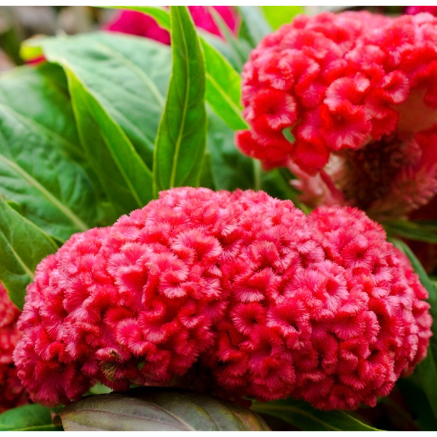 Jual Benih Bunga Jengger Ayam Merah - Crested Celosia - Celosia ...