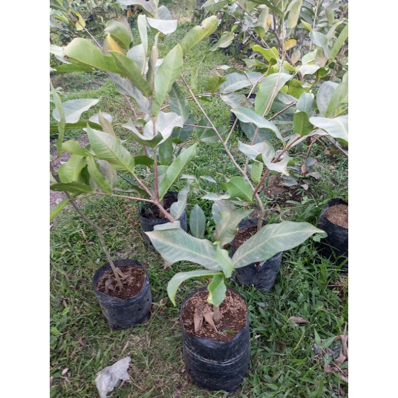 Jual jambu air Green Giant besar ( full media ) | Shopee Indonesia