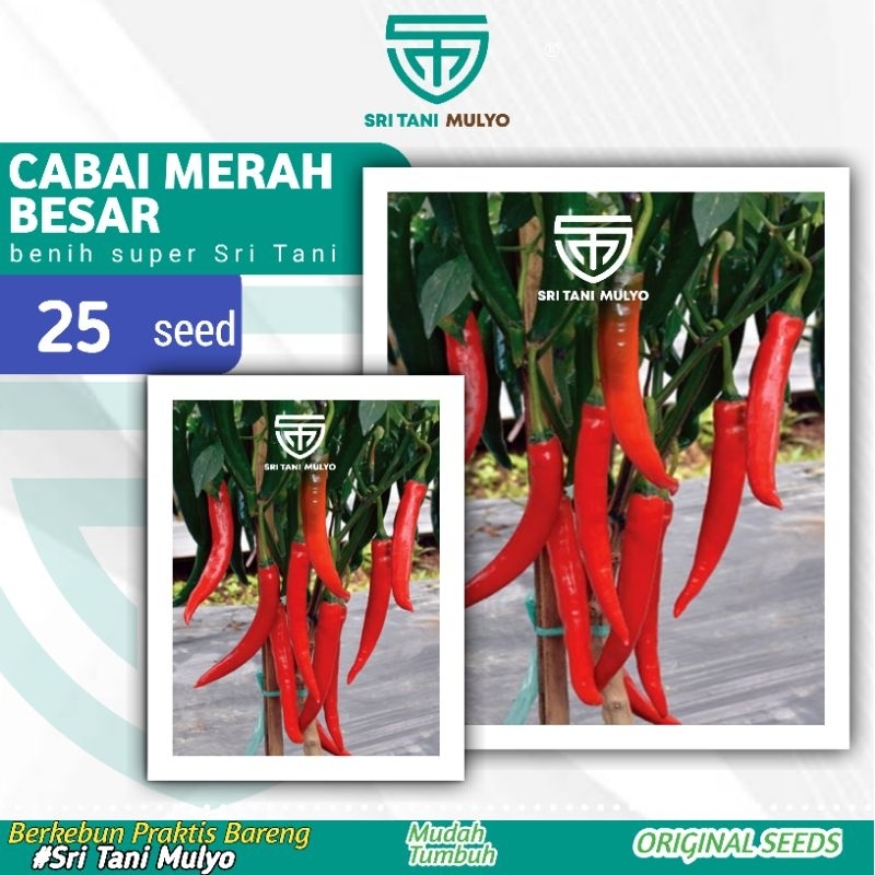 Jual ID 25 BIJI - BENIH CABAI MERAH BESAR LANDUNG F1 - BIBIT SAYURAN ...
