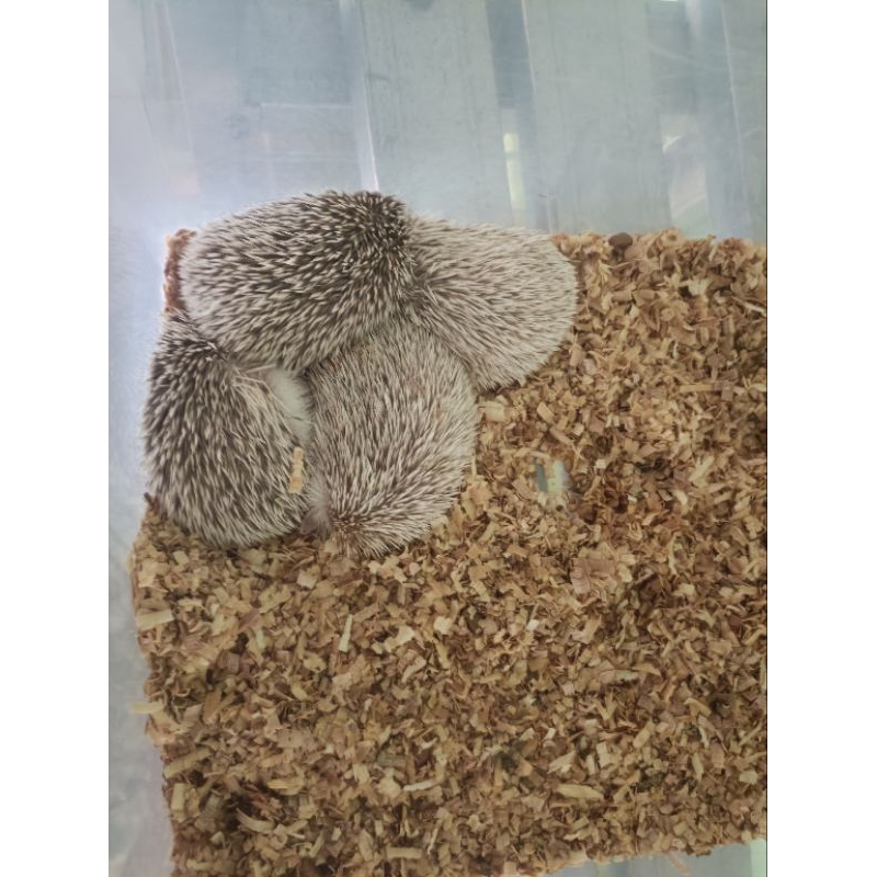 Jual Landak mini anakan lucu sehat murah jenis albino, pinto, saltpaper ...