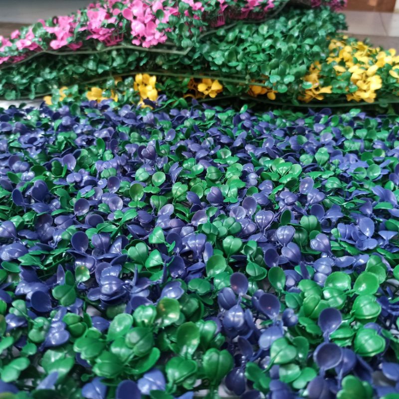 Jual Tanaman hias dinding Daun Rambat Dolar warna Ungu | Shopee Indonesia