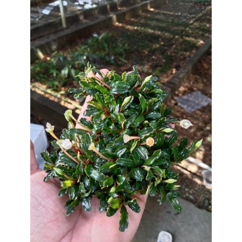 Jual bucephalandra silver grey ( 1 kg) | Shopee Indonesia