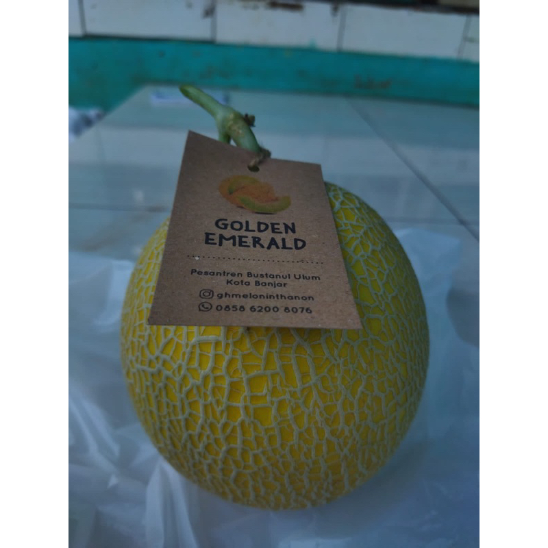 Jual Melon Inthanon (Golden emerald melon sultan) | Shopee Indonesia