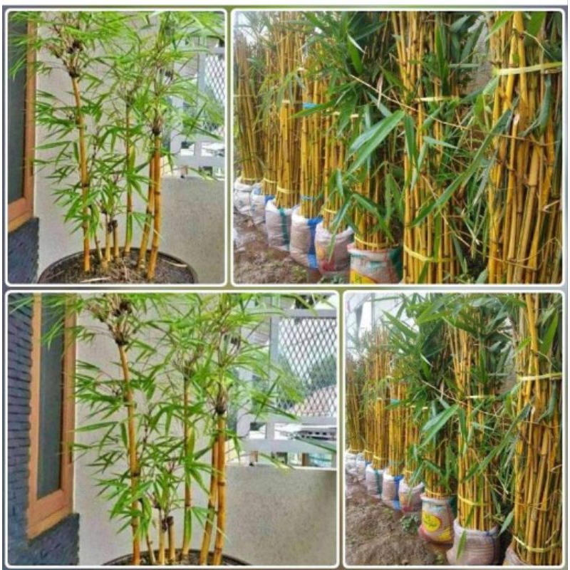 Jual bibit bambu hias kuning | Shopee Indonesia