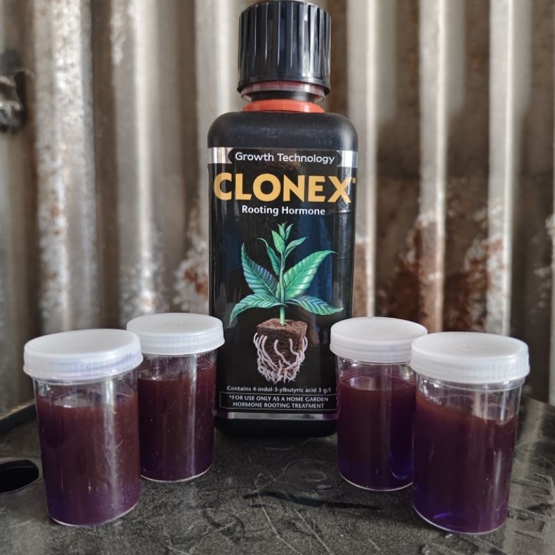 Jual CLONEX Rooting Hormone Gel REPACK 20 ml JAMIN ORIGINAL | Shopee ...