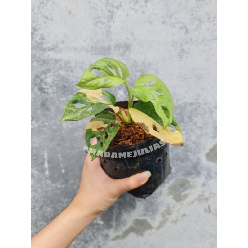 Jual Monstera Adansonii Variegata / Janda Bolong Jepang | Shopee Indonesia