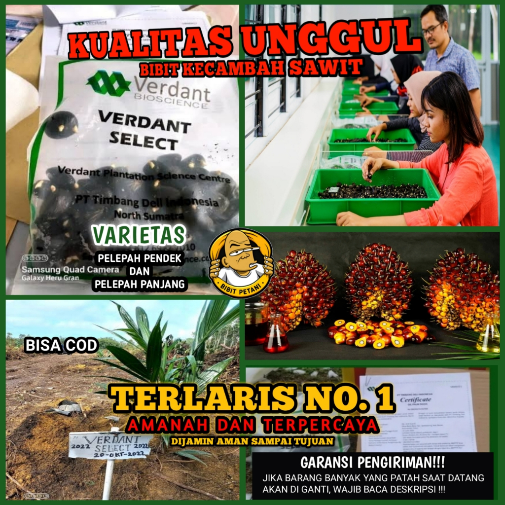 Jual TERLARIS BIBIT POLONG KECAMBAH SAWIT VERDANT SELECT UNGGUL ...