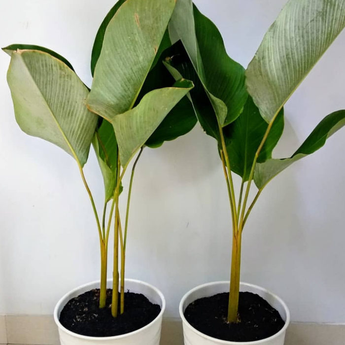 Jual tanaman pisang calathea / pisang calathea / tinggi 60cm | Shopee ...