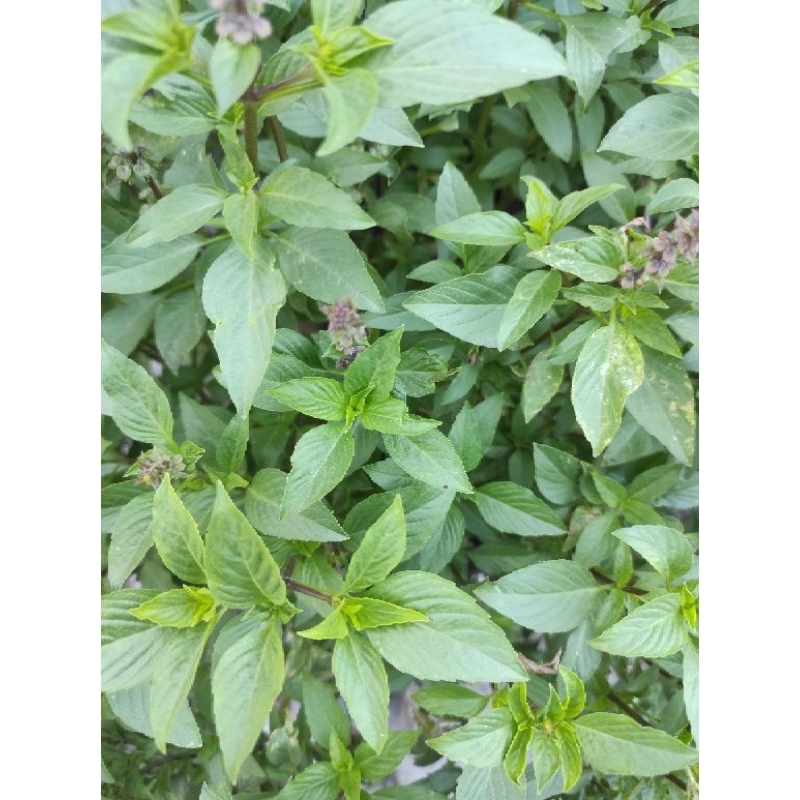 Jual Thai Basil | Shopee Indonesia