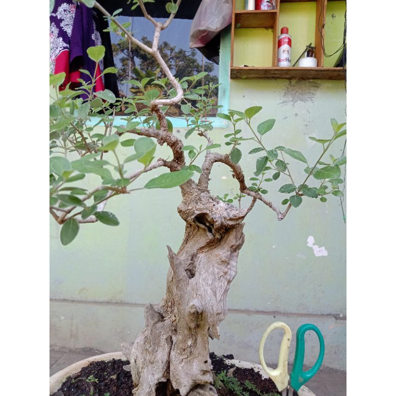 Jual bonsai legundi karakter tua alami | Shopee Indonesia