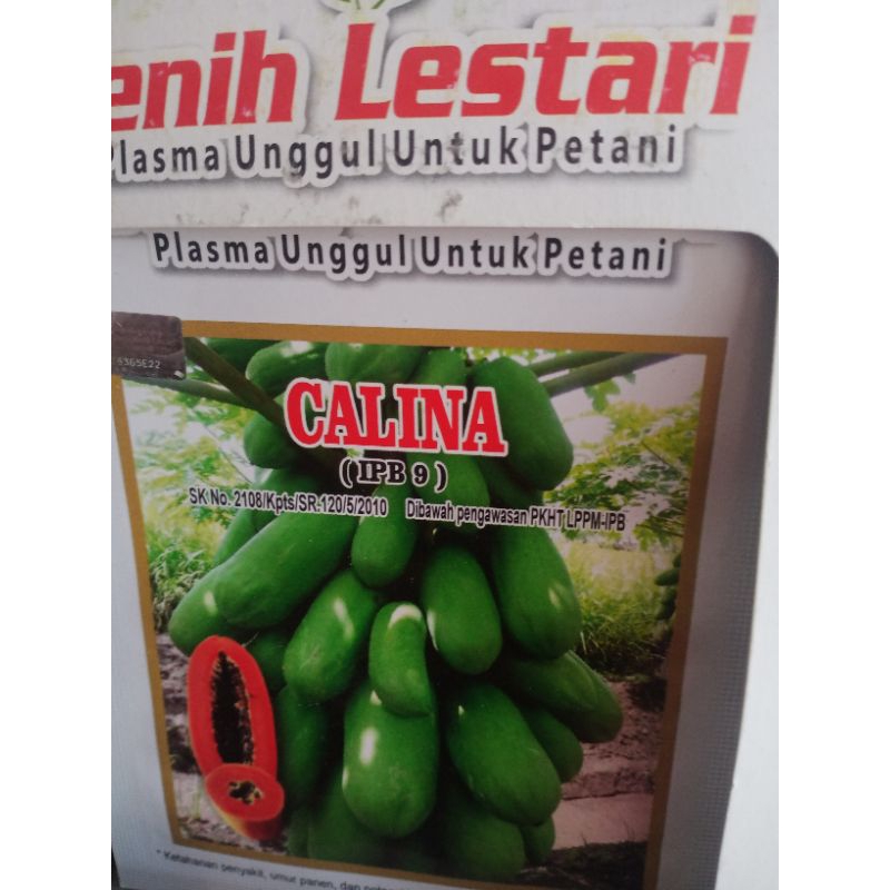 Jual Benih Pepaya Calina California F1 isi 50 butir | Shopee Indonesia