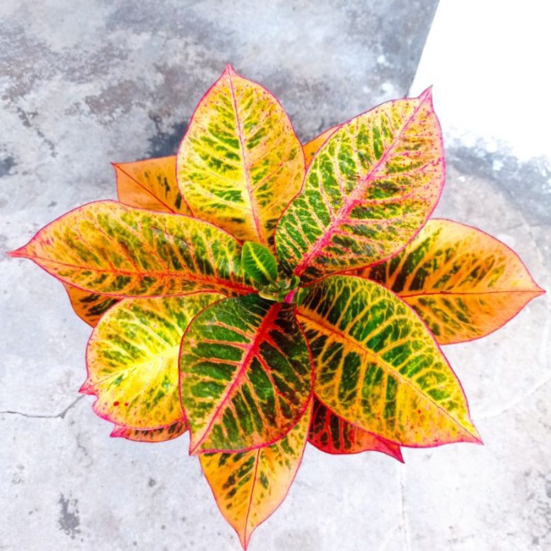 Jual tanaman bunga puring koleksi langka daun lebar puring tornado ...