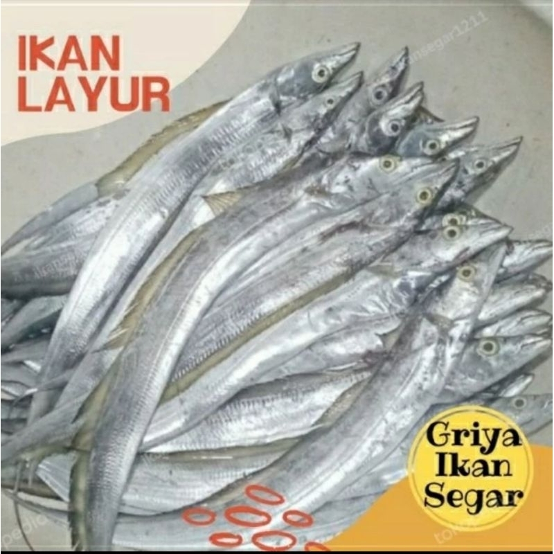 Jual IKAN LAYUR segar | Shopee Indonesia Jual IKAN LAYUR segar | Shopee Indonesia