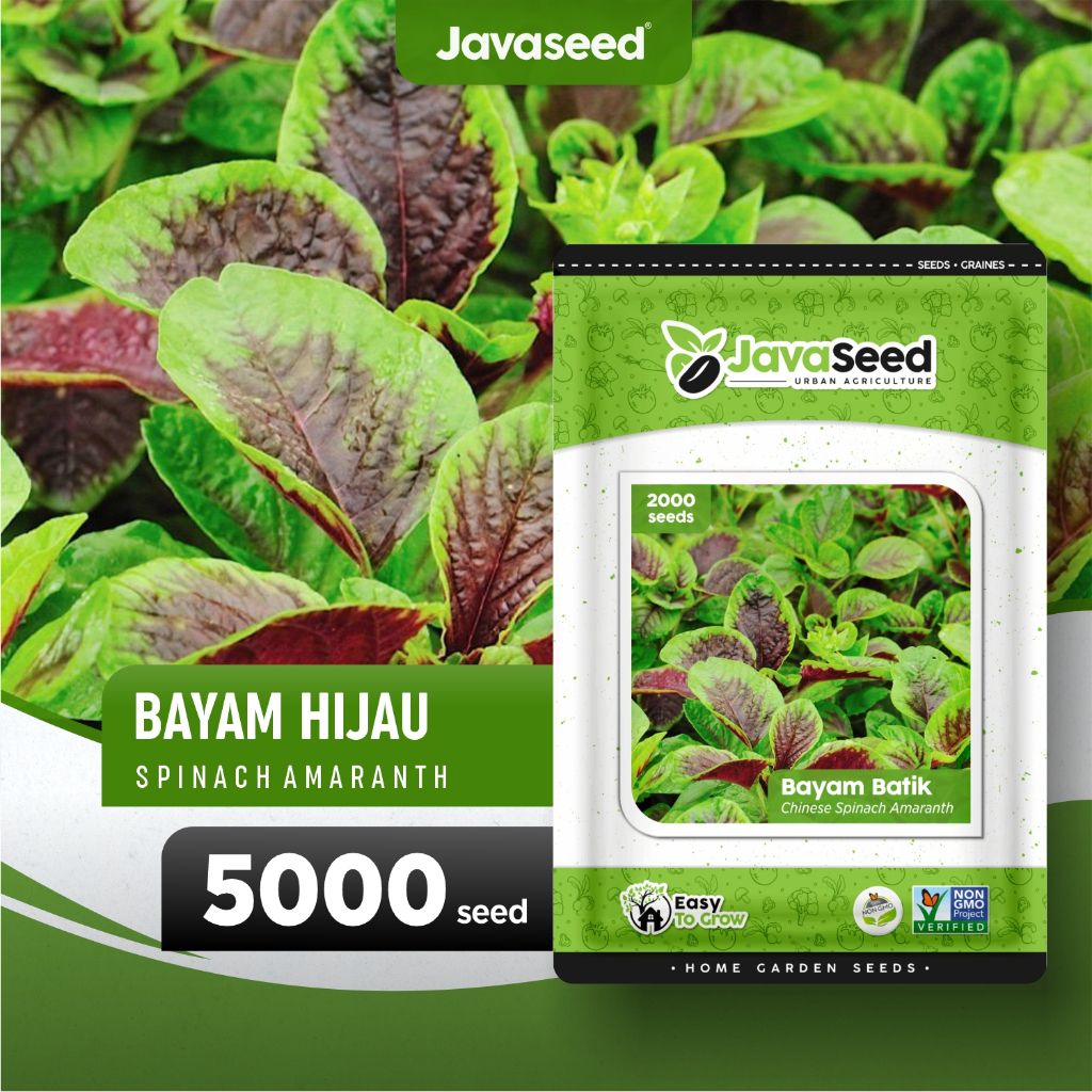 Jual JAVASEED - Benih Bayam Batik Belang Bicolor Spinach Amaranth 2000 ...