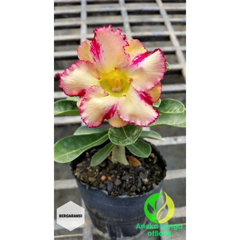 Jual Tanaman hias bunga adenium tumpuk rose gold / bunga Kamboja jepang ...