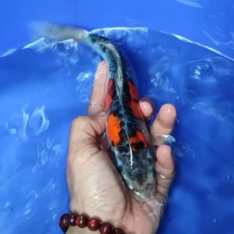 Jual Ikan Koi Blitar Jenis Kiko / Rumah Koi Jakarta / kode 0017 ...