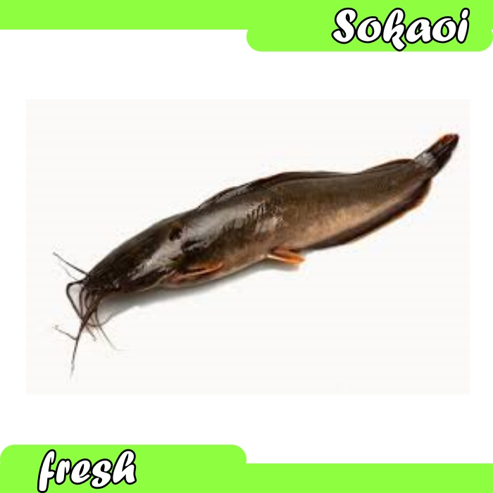Jual IKAN LELE SEGAR 1KG | Shopee Indonesia