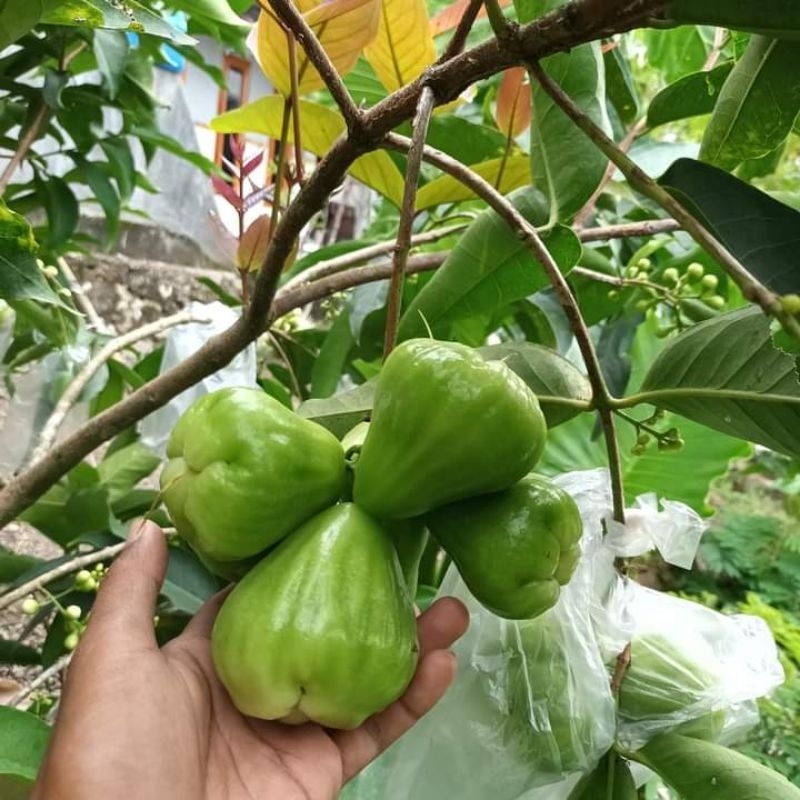 Jual Bibit Jambu Air Cincalo Tebu Super Manis Asli Okulasi Buatan ...