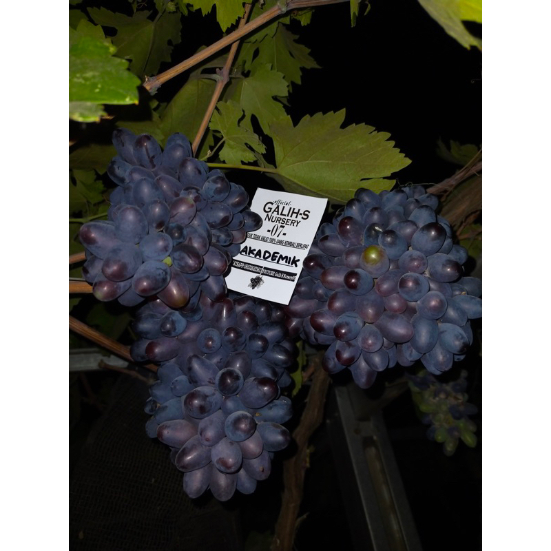 Jual Akademik Tanaman Anggur Import | Shopee Indonesia