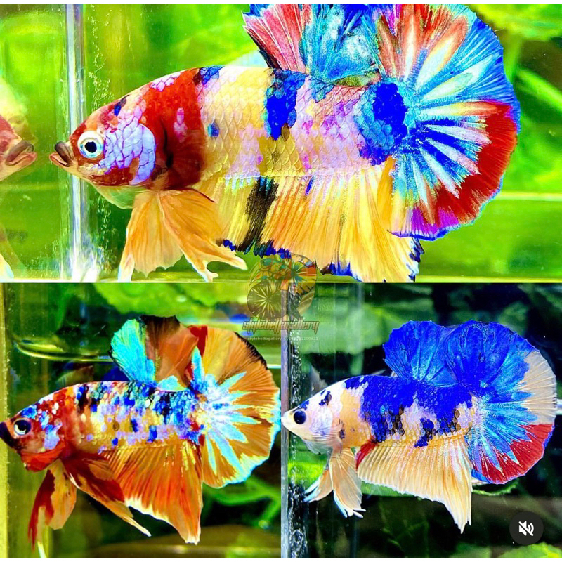 Jual Cupang PK Multicolor top grade fullblok(pilihan kualitas) | Shopee ...