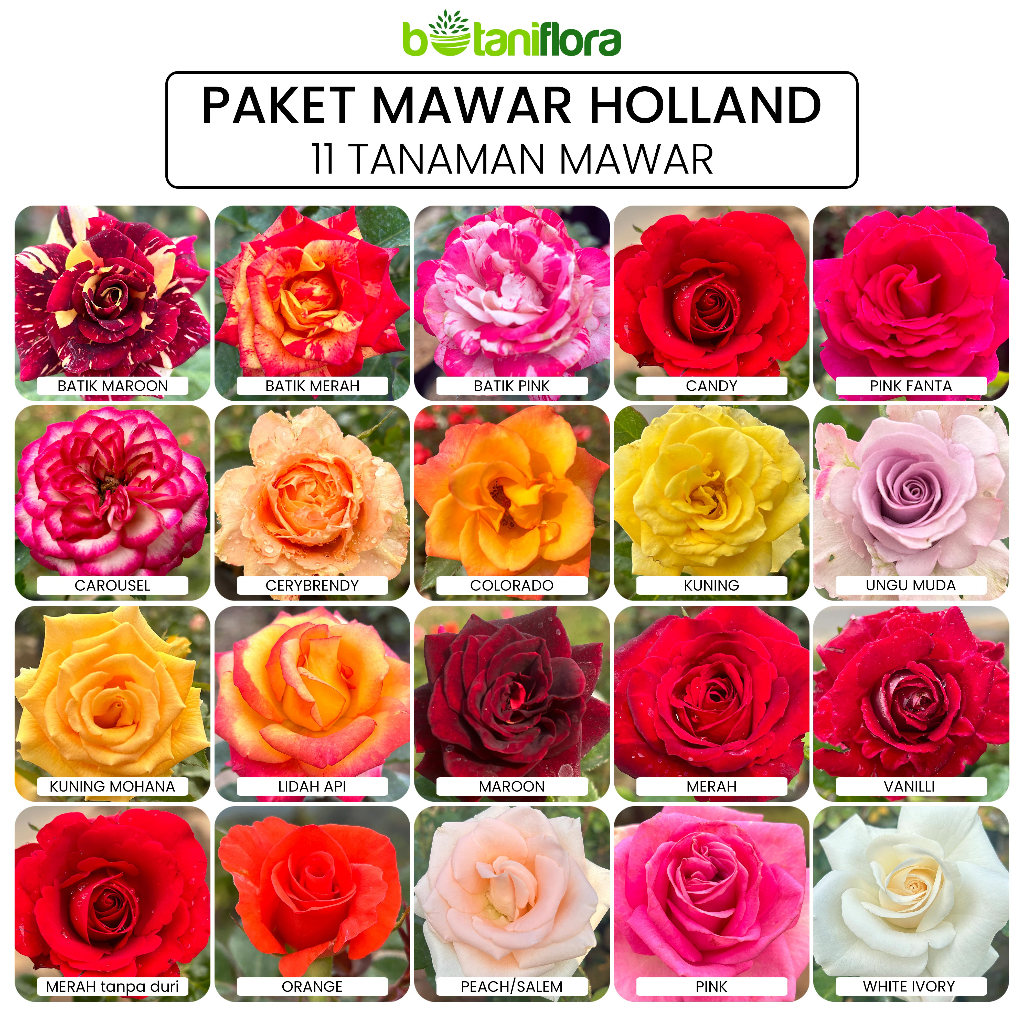 Jual PAKET MAWAR HIDUP 11 TANAMAN SUDAH BERBUNGA| MAWAR HIDUP| ROSE ...