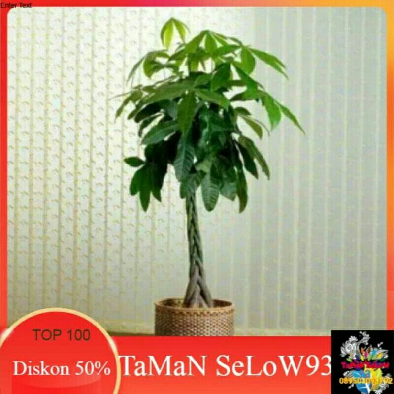 Jual Promo tanaman hias pacira kepang/money tree | Shopee Indonesia
