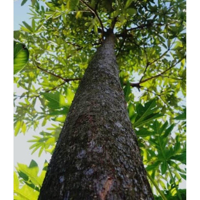 Jual Kulit pohon pule segar 250 gram | Shopee Indonesia