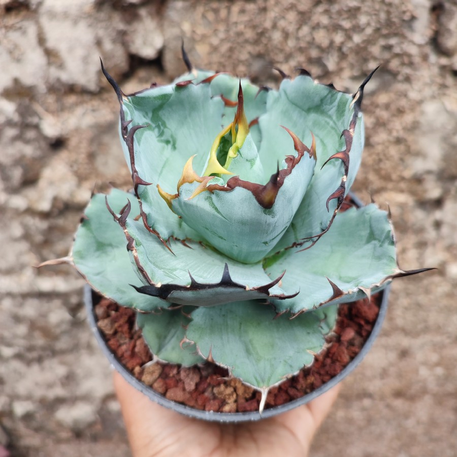 Jual Agave Titanota Blue Whale | DP 12cm | Shopee Indonesia