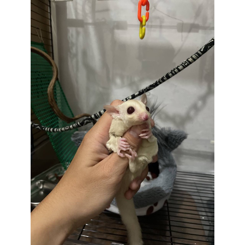 Jual Sugar Glider ( Creamino ) | Shopee Indonesia