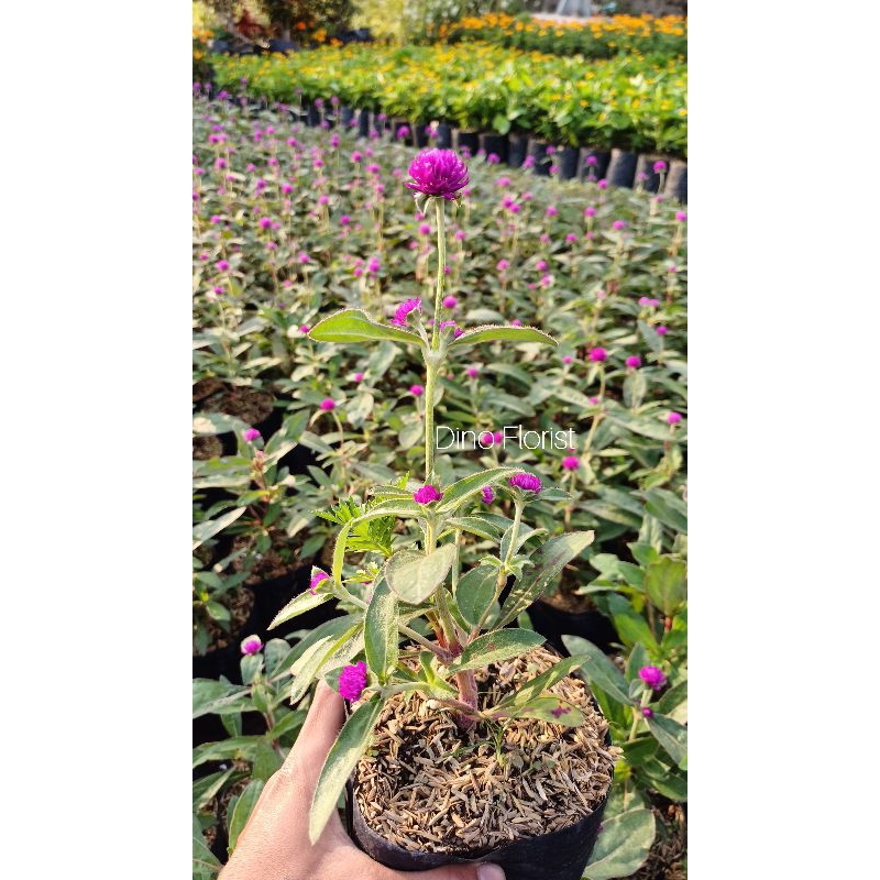 Jual Tanaman Hias Bunga Kancing Knop / Bunga Kancing Ungu ( Sudah ...