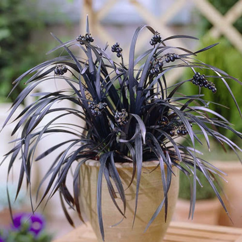 Jual Tanaman Bunga Bakung Hitam / Bunga Black Mondo Glas / Bunga Lily ...