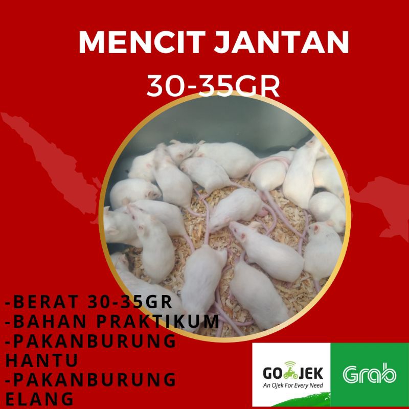 Jual mencit Afkhir 30-40gr | Shopee Indonesia