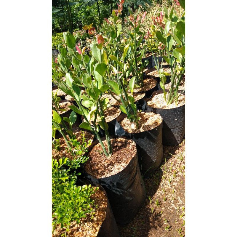 Jual Tanaman Bunga hias cucak Rowo dewasa murah | Shopee Indonesia