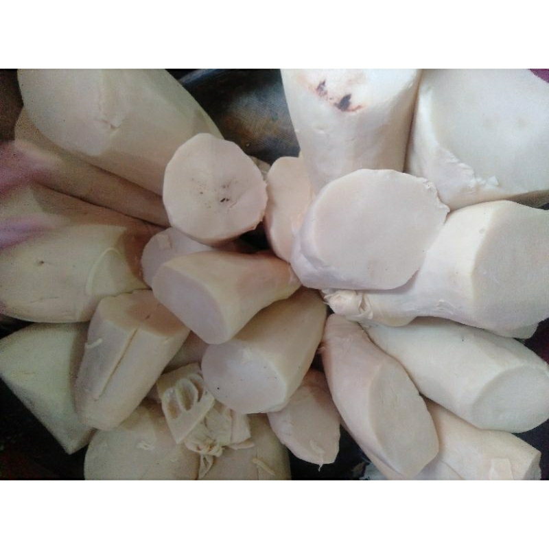 Jual Bahan Rebung / Bambu Muda kg | Shopee Indonesia