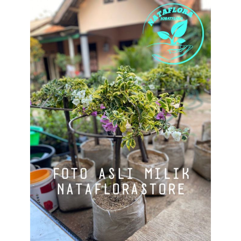 Jual NEW!!BOUGENVILLE 2 WARNA VARIEGATA BONSAI/Sudah Berbunga-Ungu ...