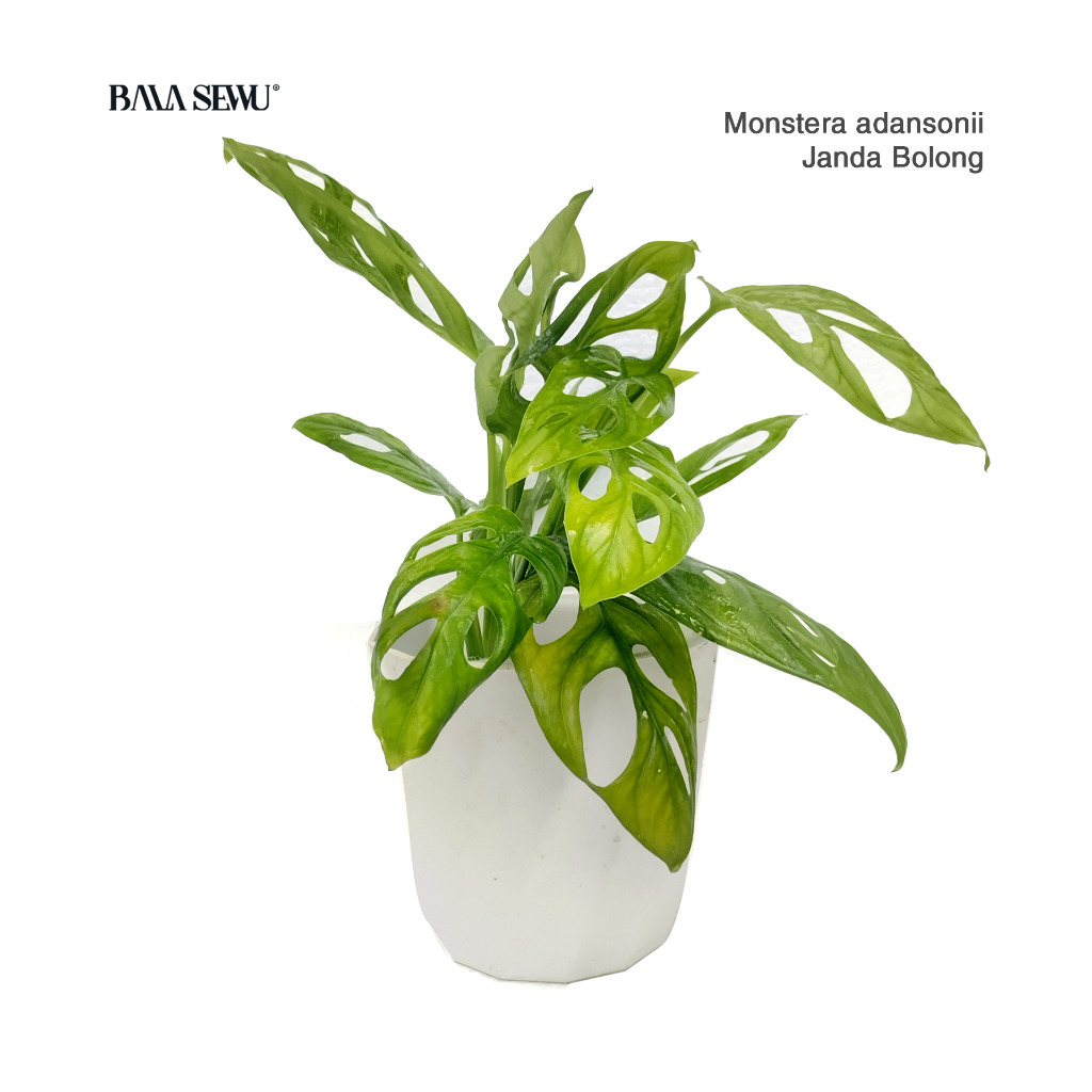Jual Monstera adansonii Janda Bolong Tanaman Hias - BALASEWU | Shopee ...